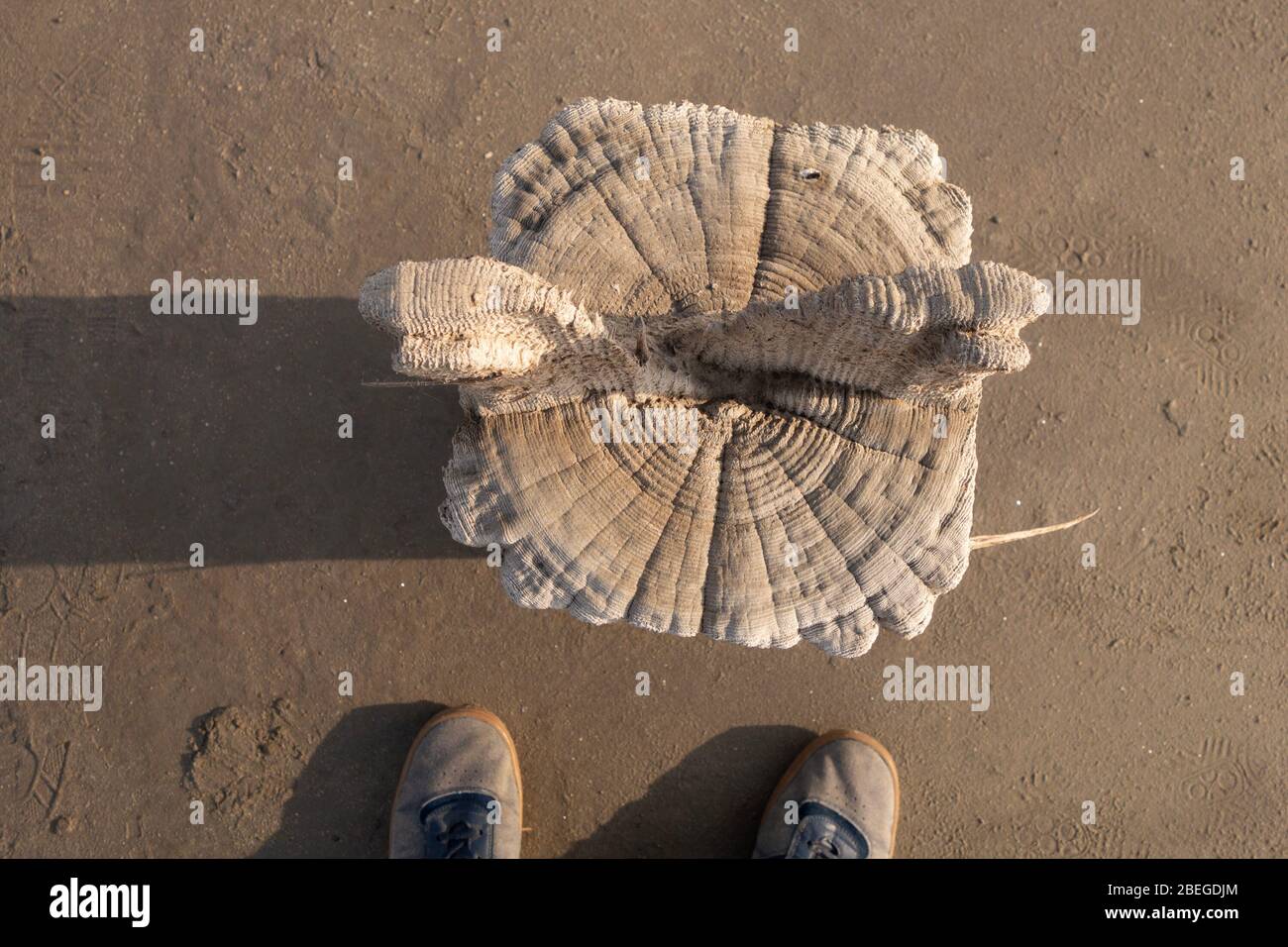 Fancy texture of ancient wooden pillars covered with salt particles ...
