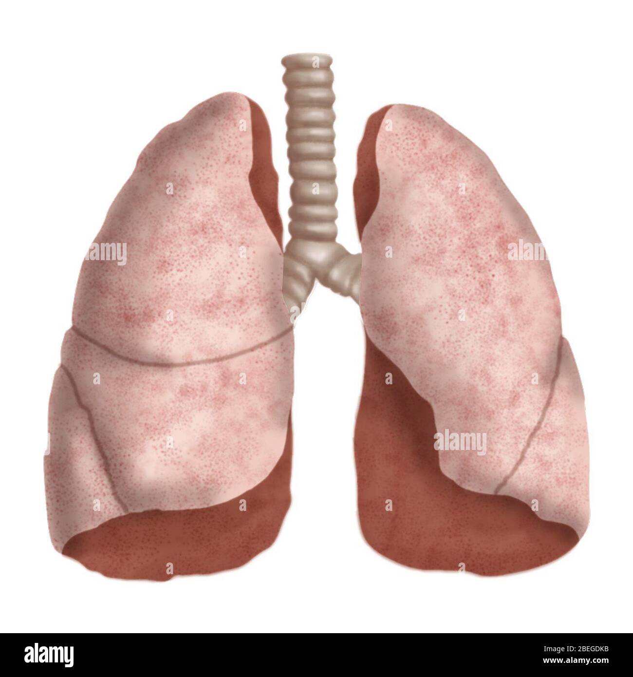Illustration of Human Lungs Stock Photo - Alamy