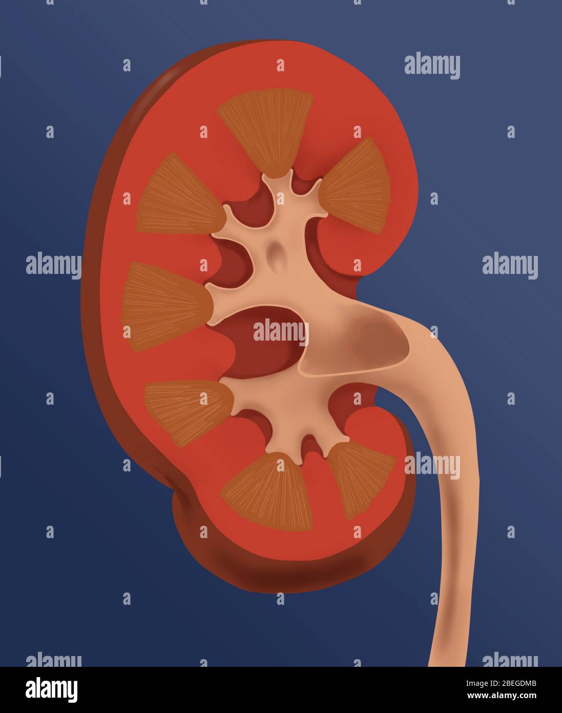 Healthy Human Kidney