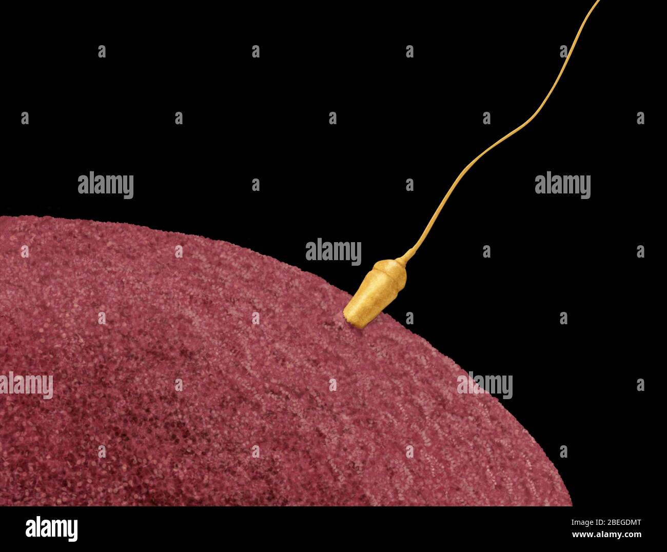 Sperm fertilizing ovum hi-res stock photography and images - Alamy