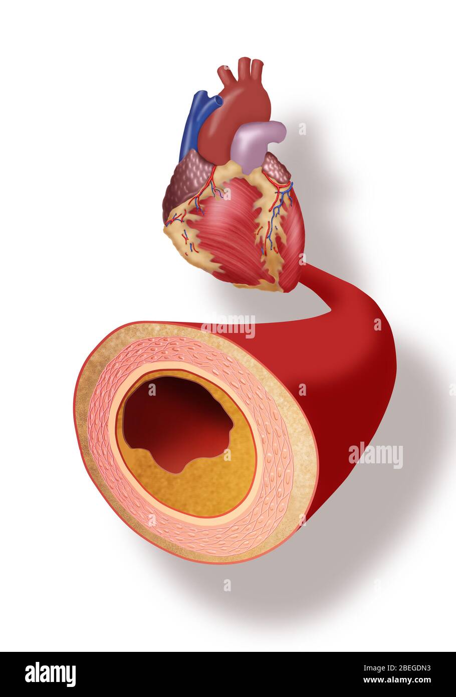 Some of the arteries cross section of the heart hi-res stock ...