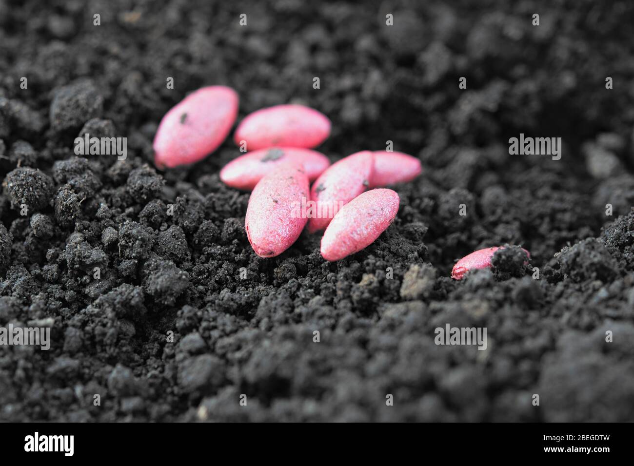 Cucumber seeds hi-res stock photography and images - Alamy
