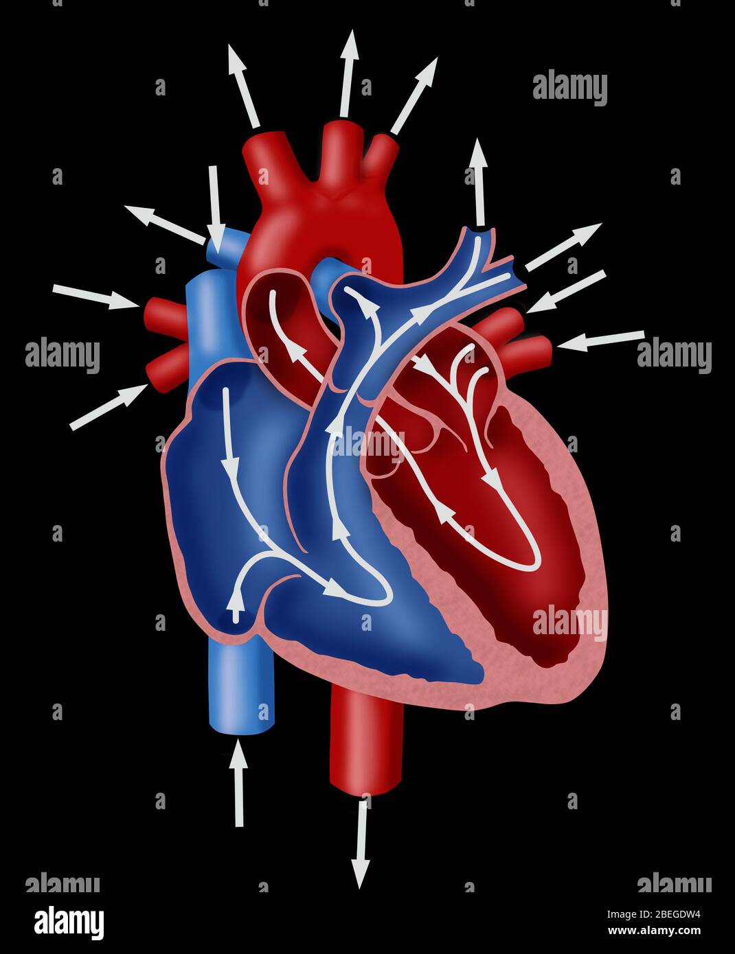 Heart Diagram With Labels And Blood Flow
