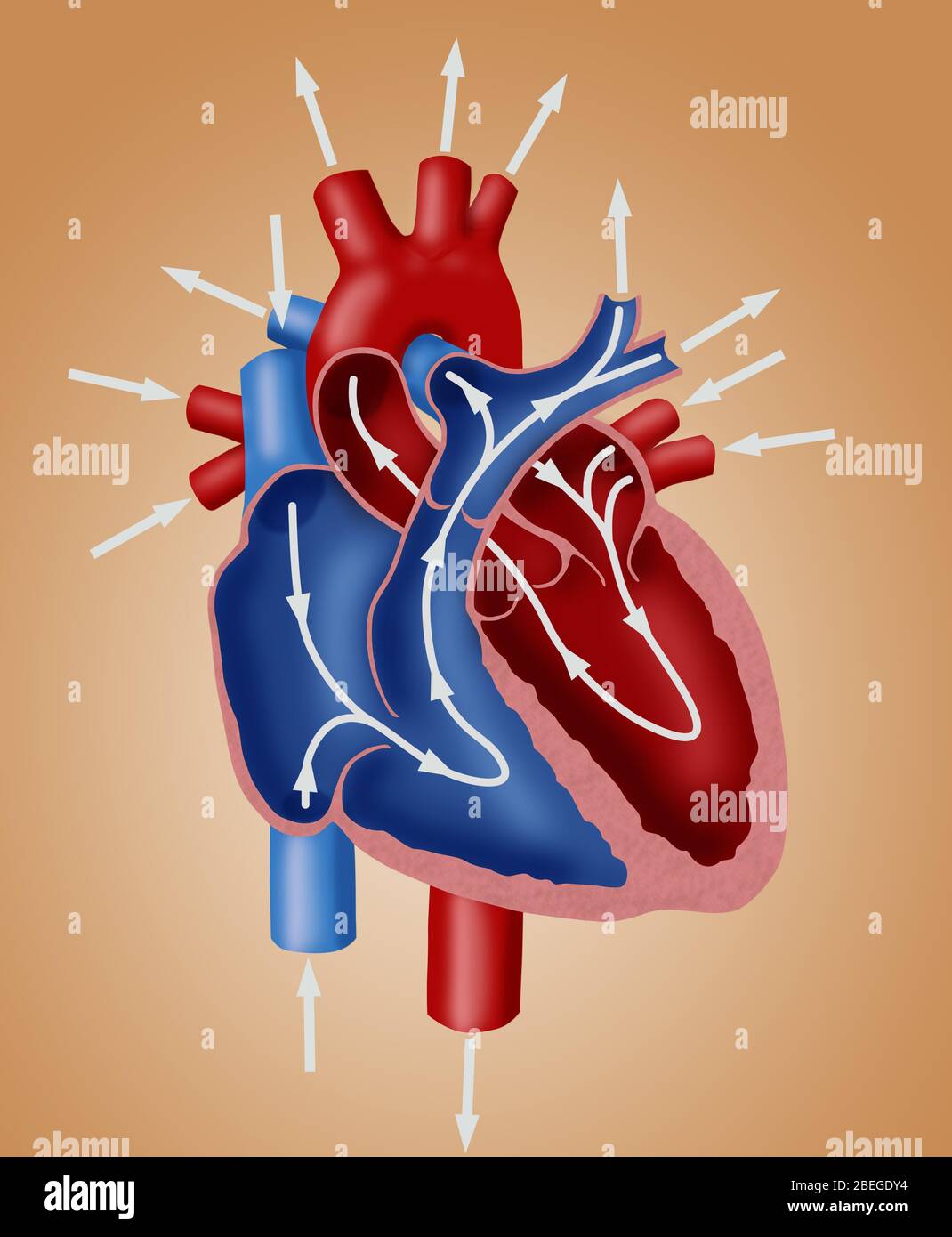 Blood Flow Diagram Stock Photo - Alamy