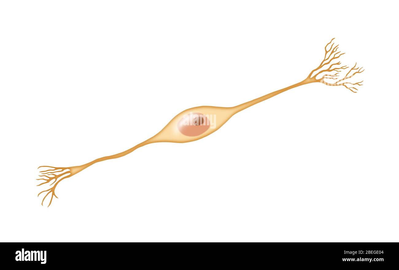 Human neuron hi-res stock photography and images - Alamy