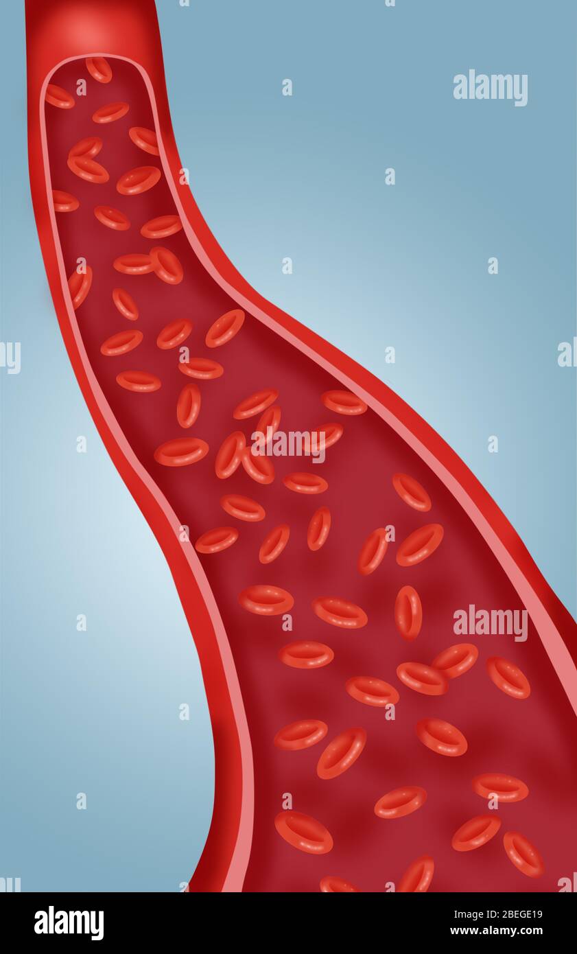 Human artery with blood cells hi-res stock photography and images - Alamy