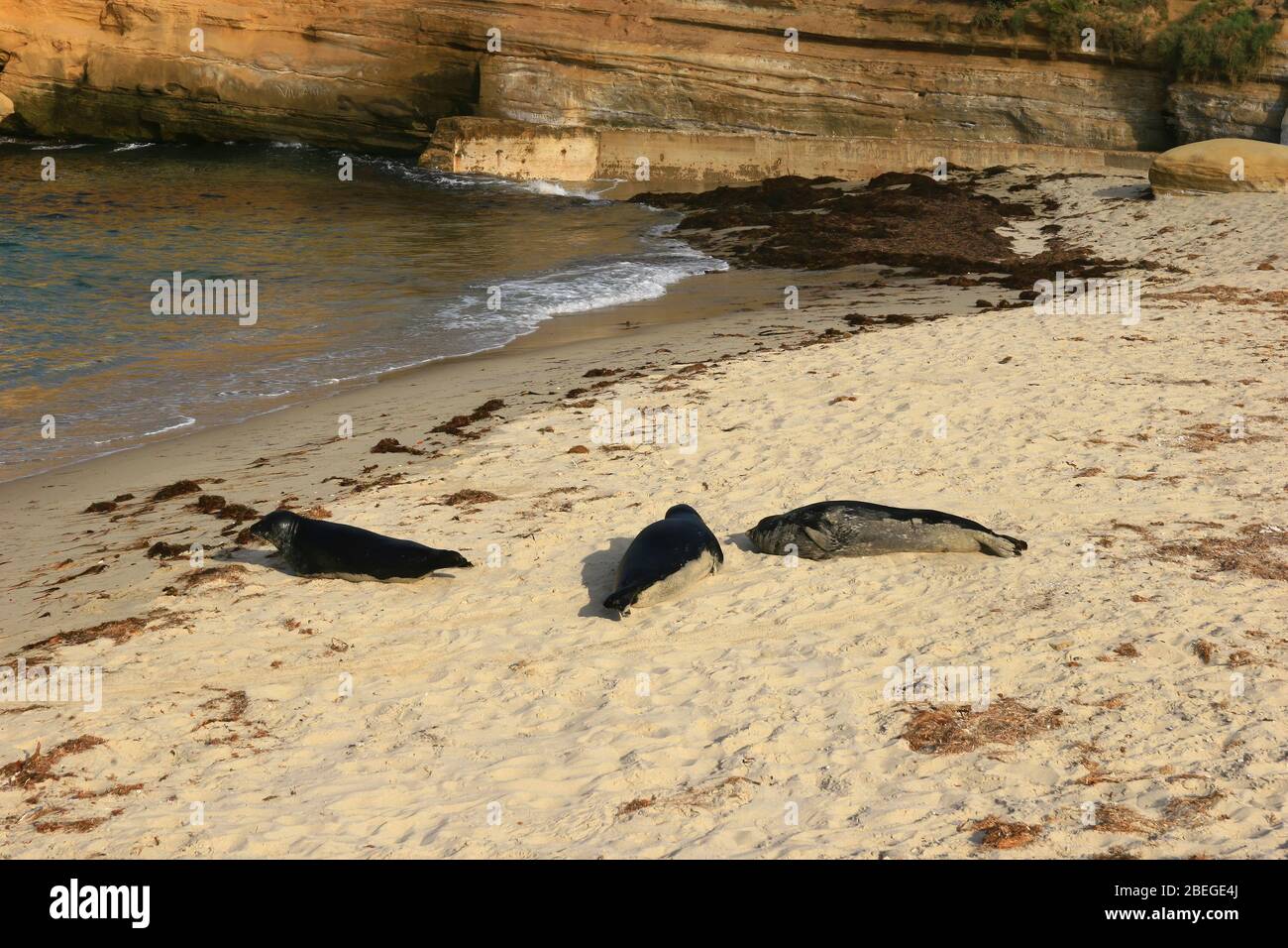 Cute Seal playing at the seal beach at Lo Jolla, California Stock Photo ...