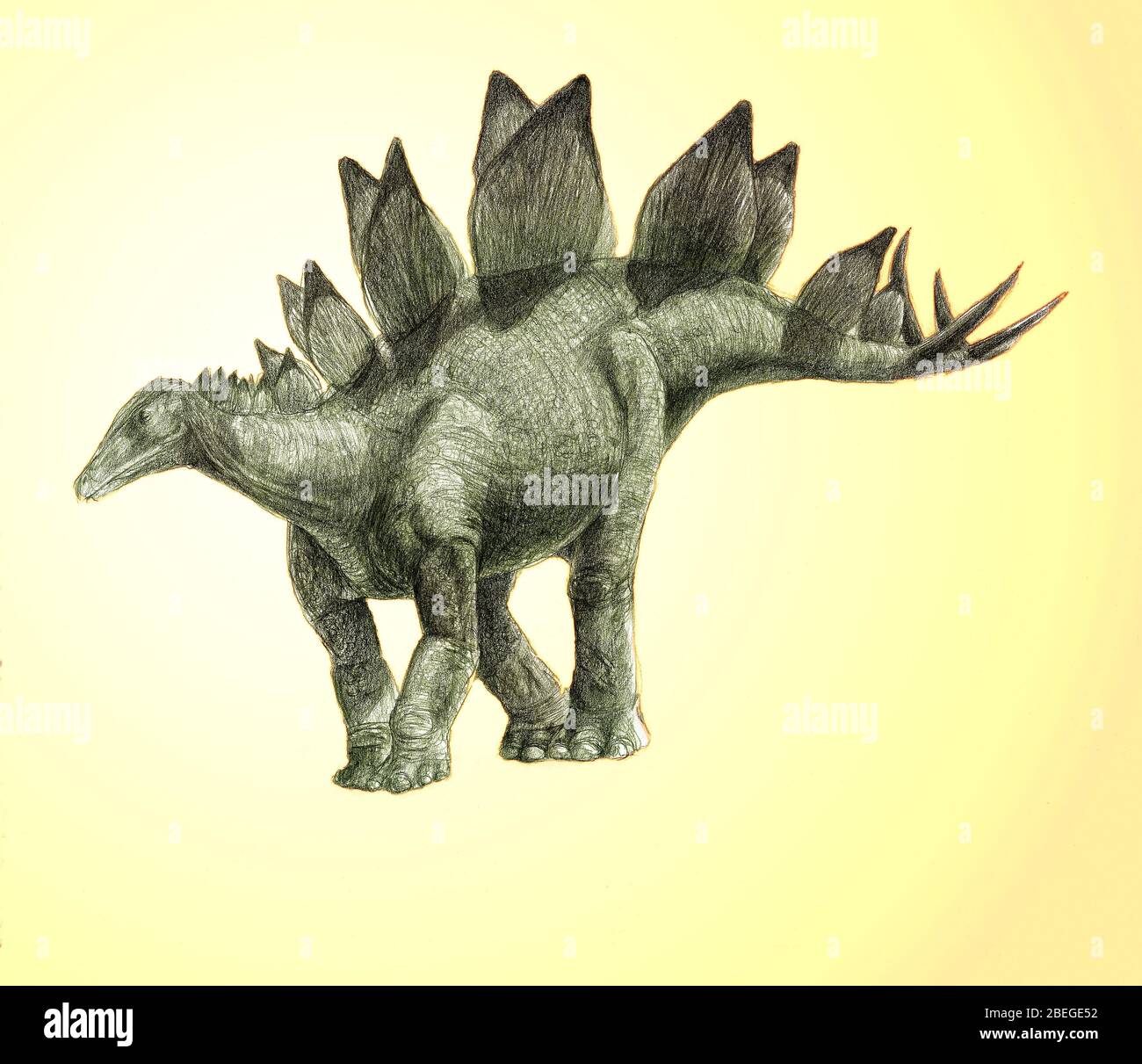 Stegosaurus illustration hi-res stock photography and images - Alamy