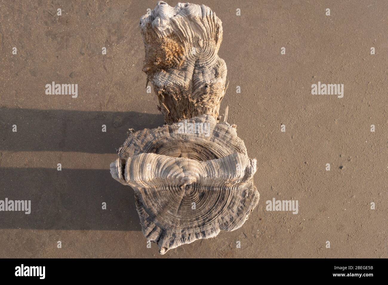 Fancy texture of ancient wooden pillars covered with salt particles ...