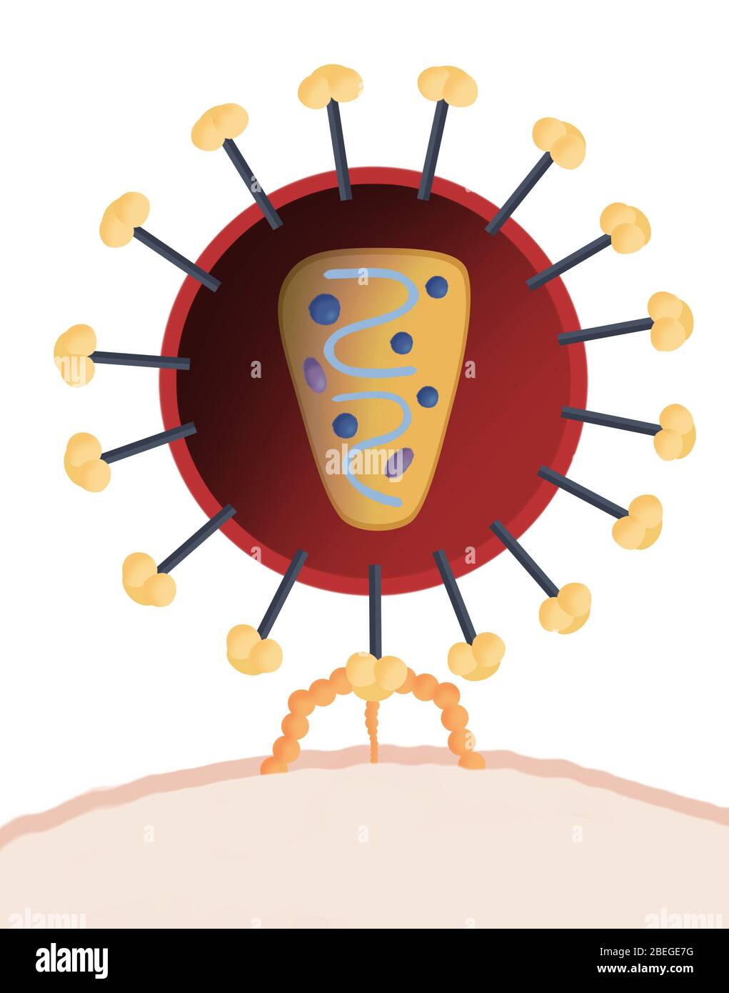 Structure of HIV Stock Photo - Alamy