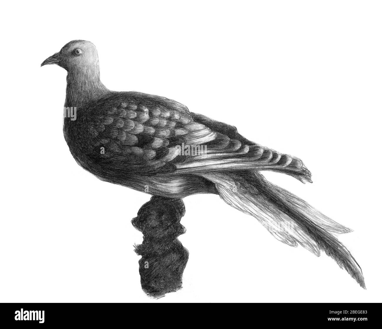 Pigeon pigeons Cut Out Stock Images & Pictures - Alamy