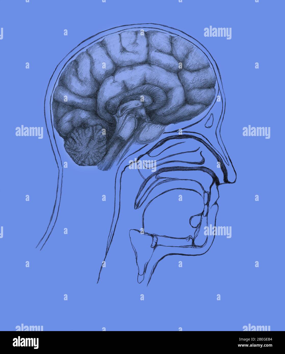 Human brain side view hi-res stock photography and images - Alamy
