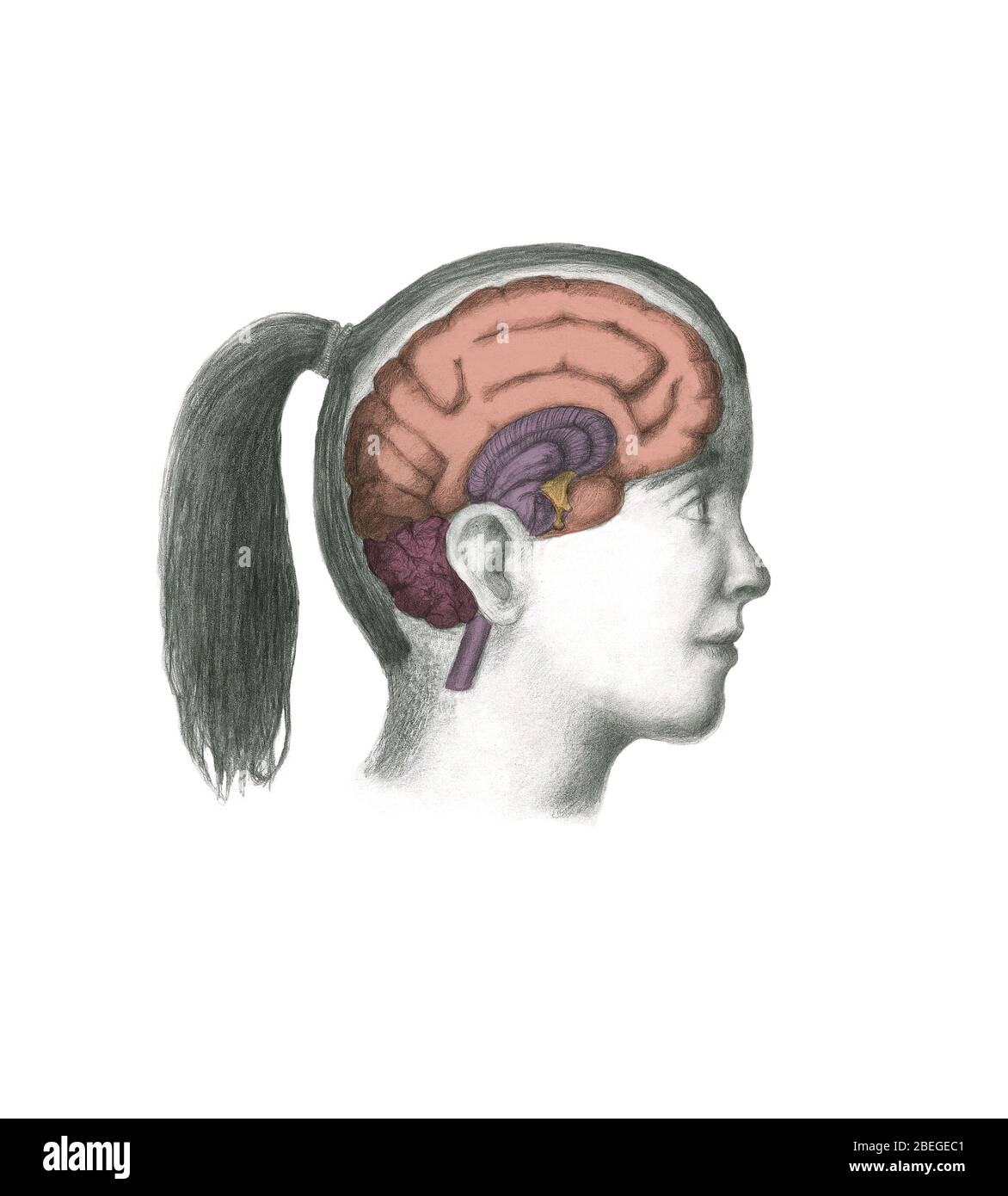 Anatomy human brain side view hi-res stock photography and images - Alamy