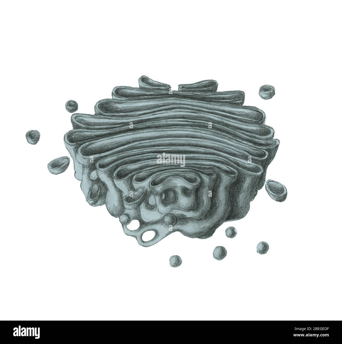 Golgi membrane hi-res stock photography and images - Alamy