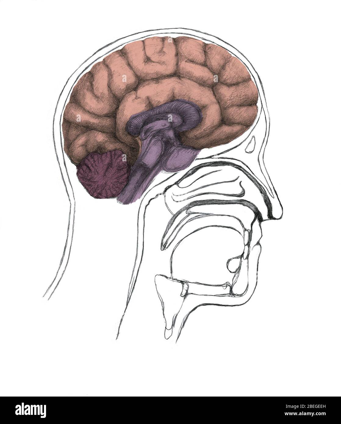 Human brain side view hi-res stock photography and images - Alamy