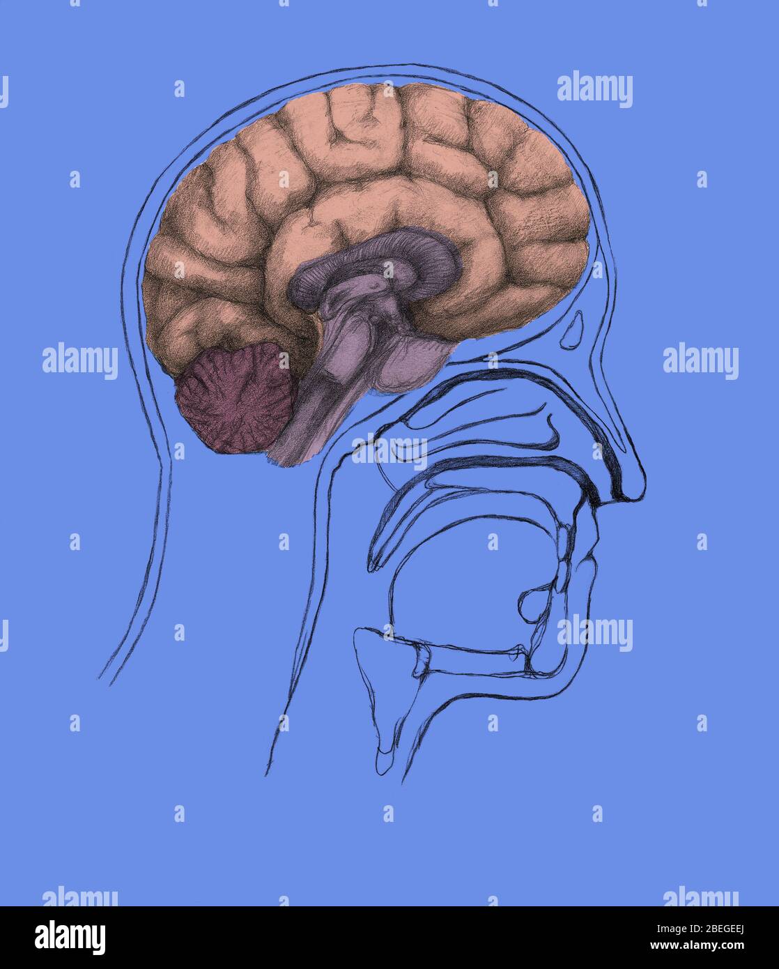 Human brain side view hi-res stock photography and images - Alamy