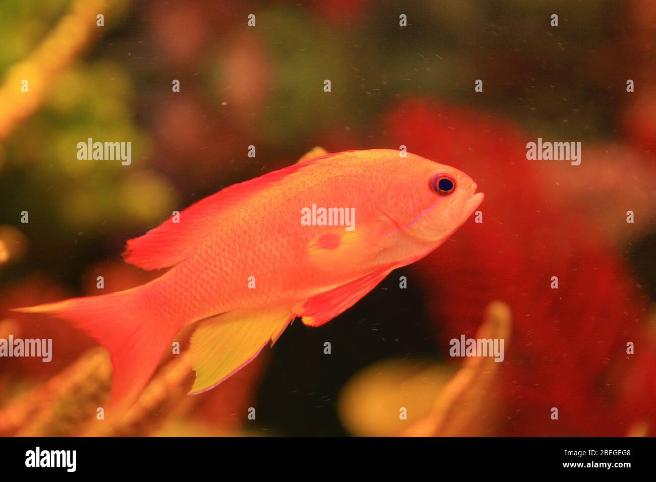 San diego seaworld hi-res stock photography and images - Alamy