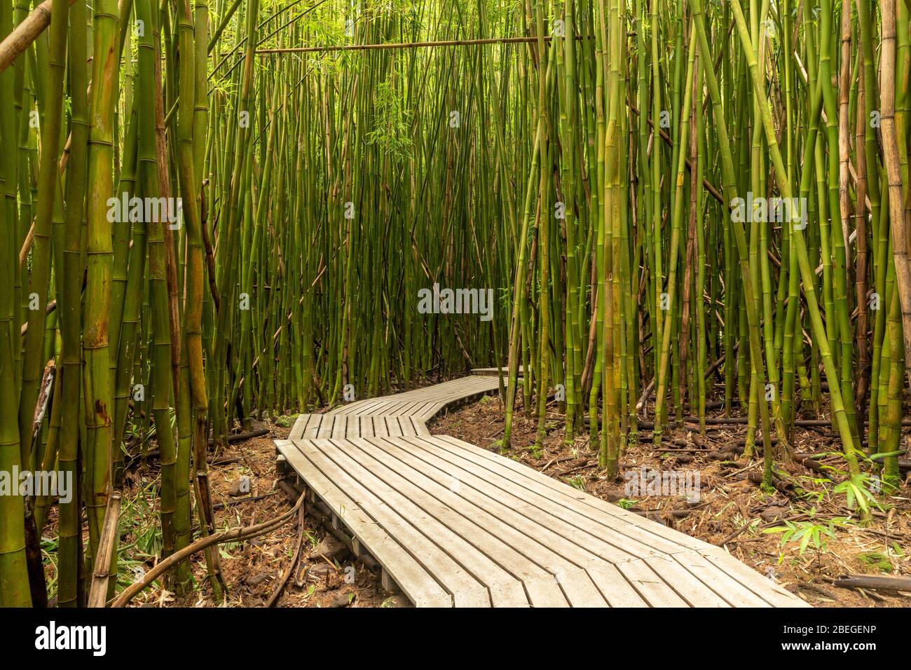 Bamboo forest path hi-res stock photography and images - Alamy