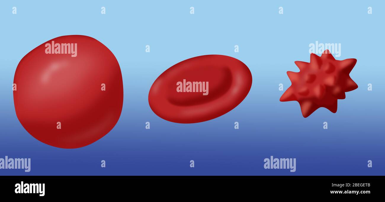 Hypertonic red blood cells hi-res stock photography and images - Alamy