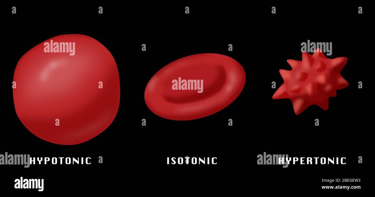 Hypotonic red blood cells hi-res stock photography and images - Alamy