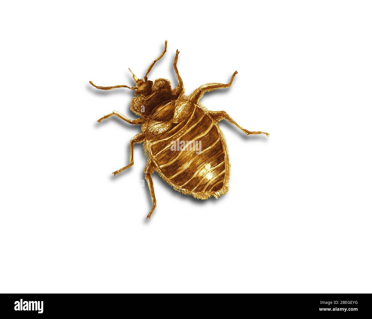 Lectularius hi-res stock photography and images - Alamy