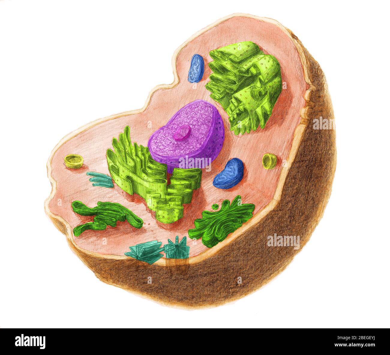 Human cell membrane hi-res stock photography and images - Alamy