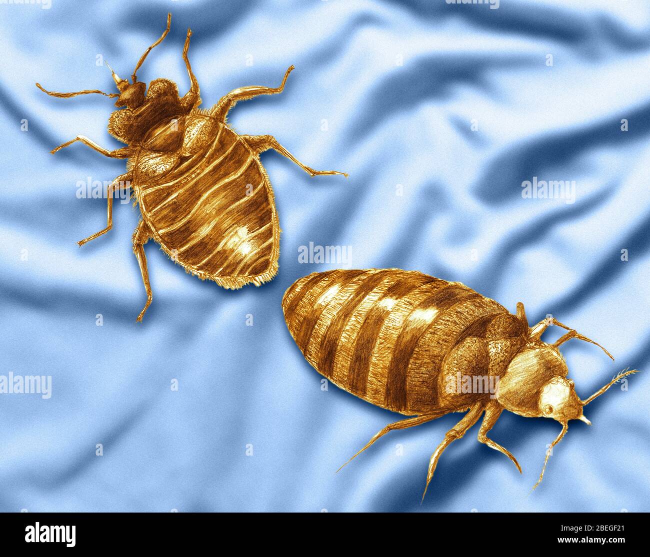 Bed bugs infestation hi-res stock photography and images - Alamy