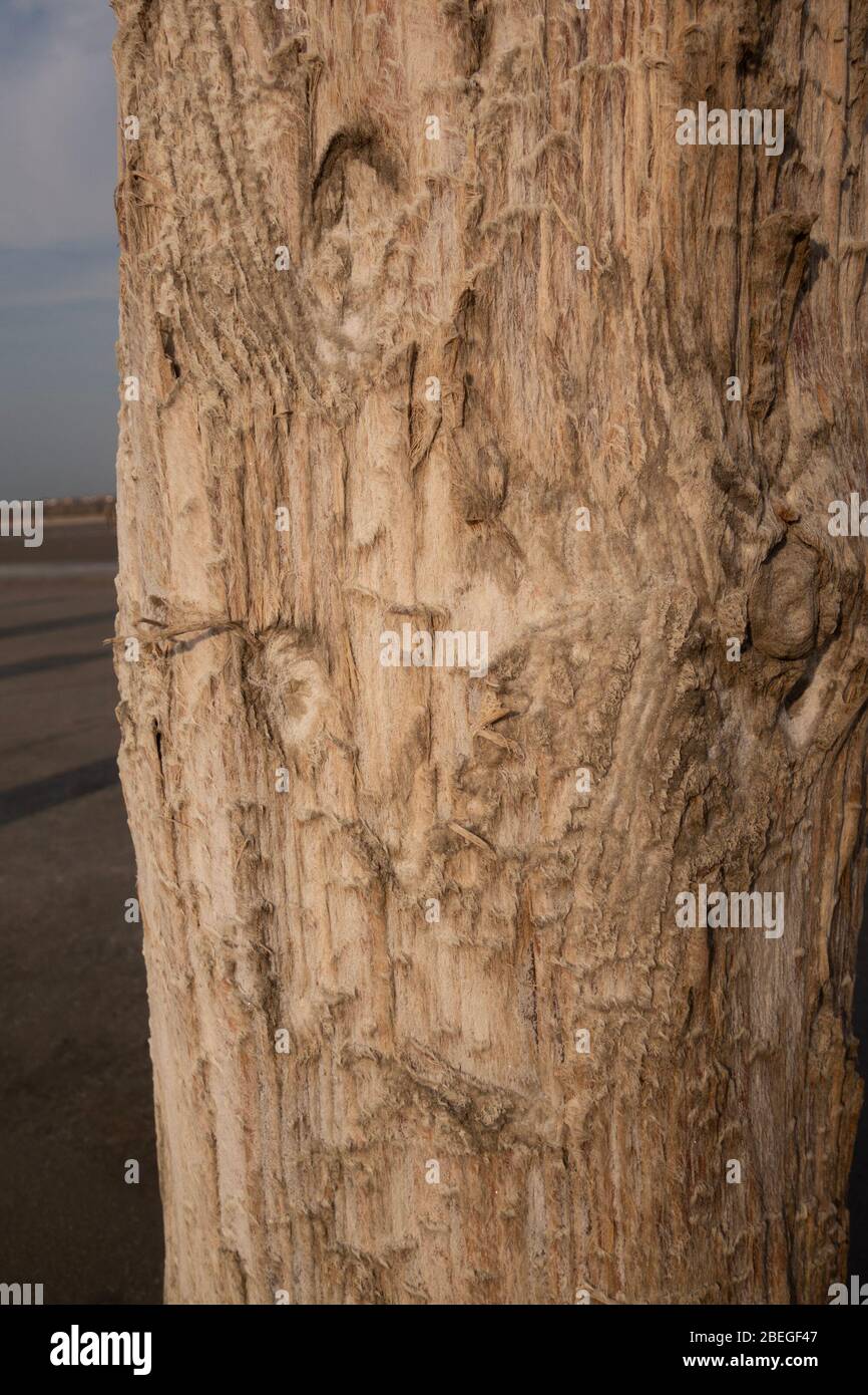 Fancy texture of ancient wooden pillars covered with salt particles ...