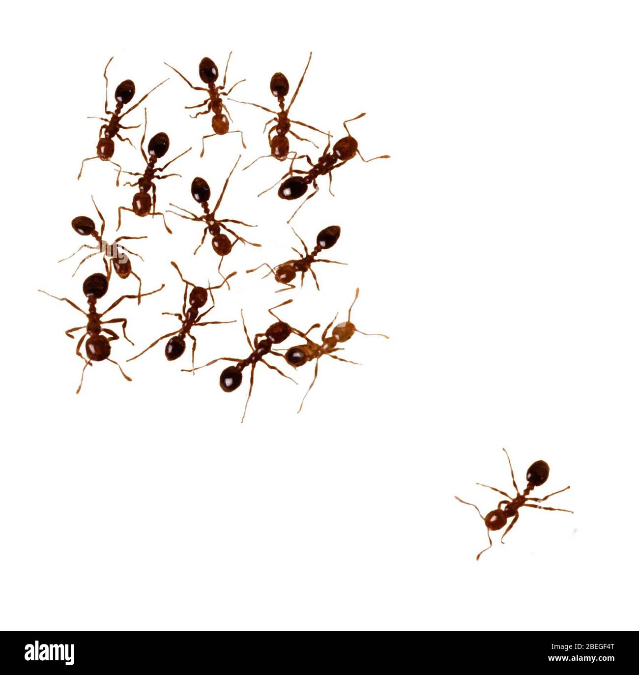 Excluded from group hi-res stock photography and images - Alamy