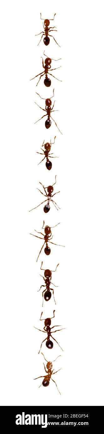 Ant in line hi-res stock photography and images - Alamy