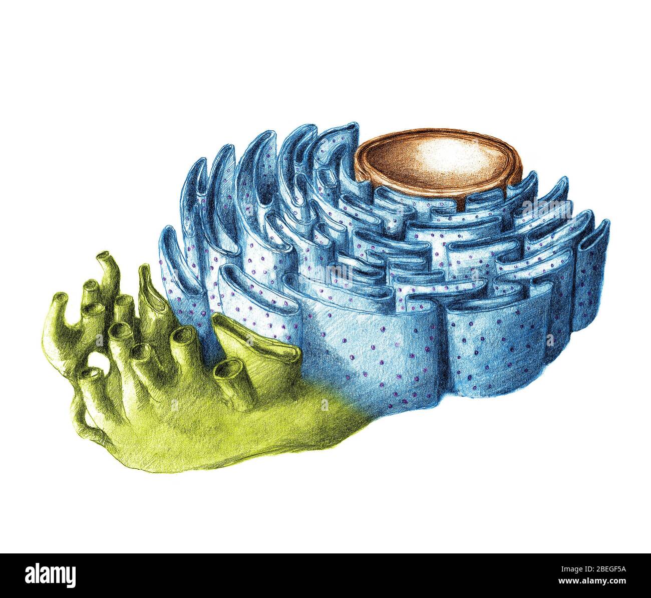 Endoplasmic Reticulum Stock Photo - Alamy Endoplasmic Reticulum Stock Photo - Alamy