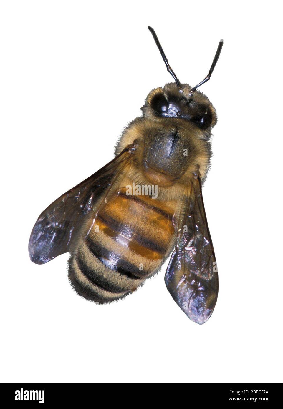 Africanized or "Killer" Bee Stock Photo - Alamy
