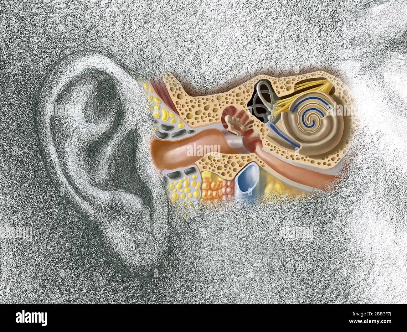 Anatomy Of External Ear Stock Photos & Anatomy Of External Ear Stock ...