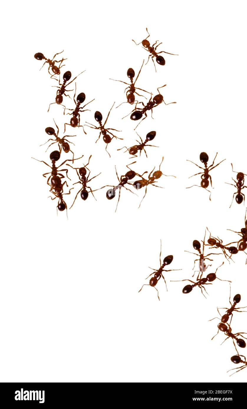 Fire ant sting hi-res stock photography and images - Alamy