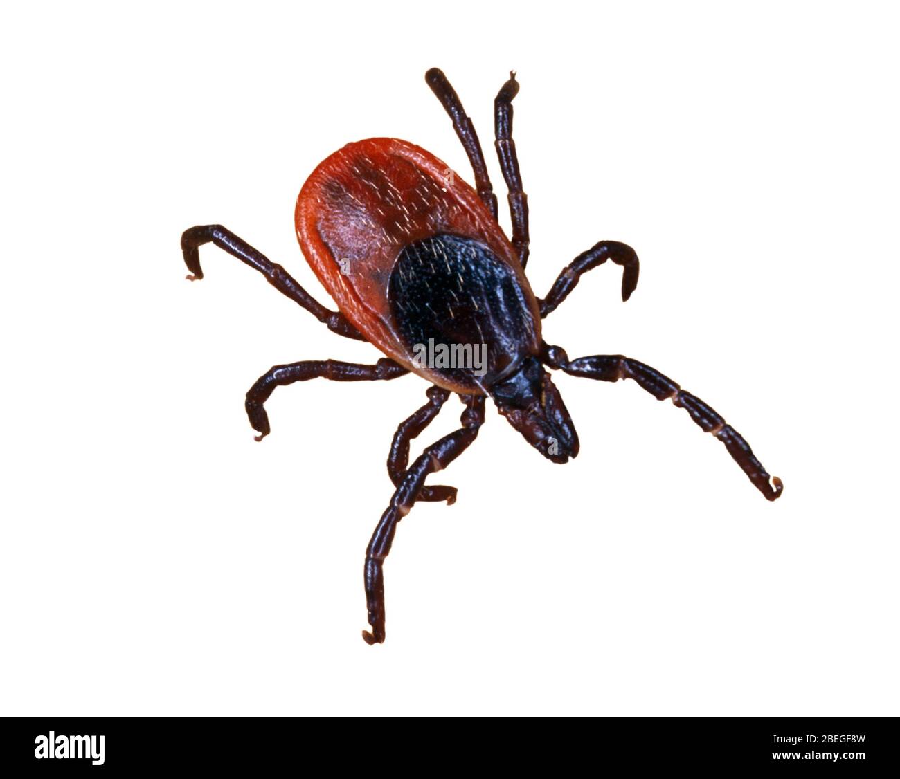 Tick silhouette hi-res stock photography and images - Alamy