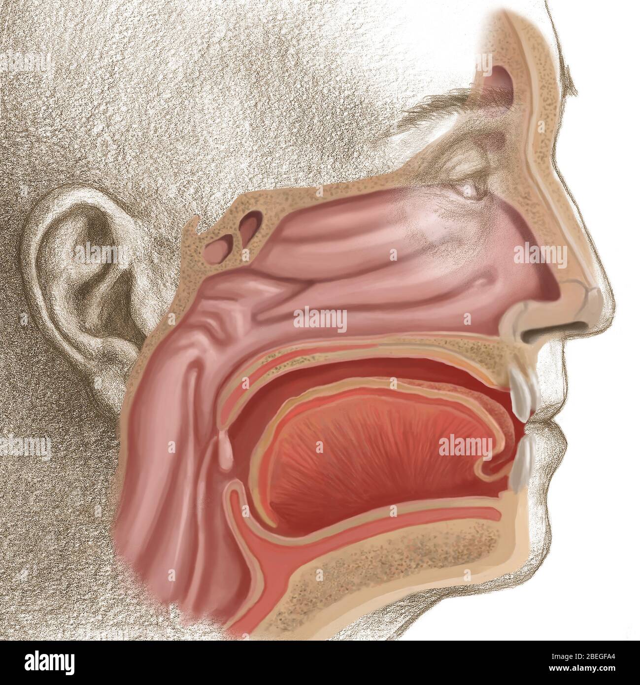 Anatomy Of Nasopharynx