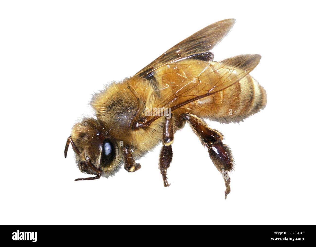Alone bee hi-res stock photography and images - Alamy