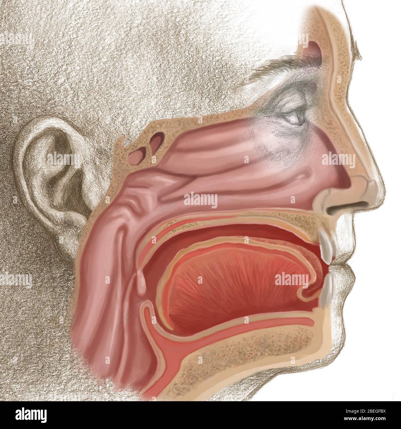 Nasal cavity drawings hi-res stock photography and images - Alamy