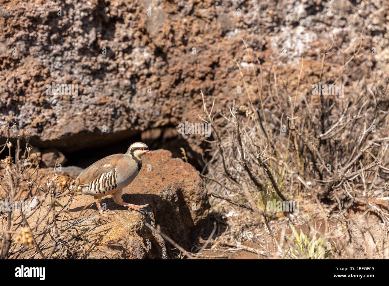 A nene goose camouflaged in the Haleakala National Park, Maui, Hawaii ...