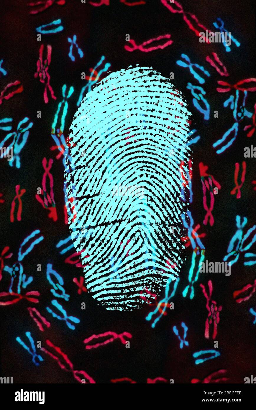Dna fingerprinting hi-res stock photography and images - Alamy