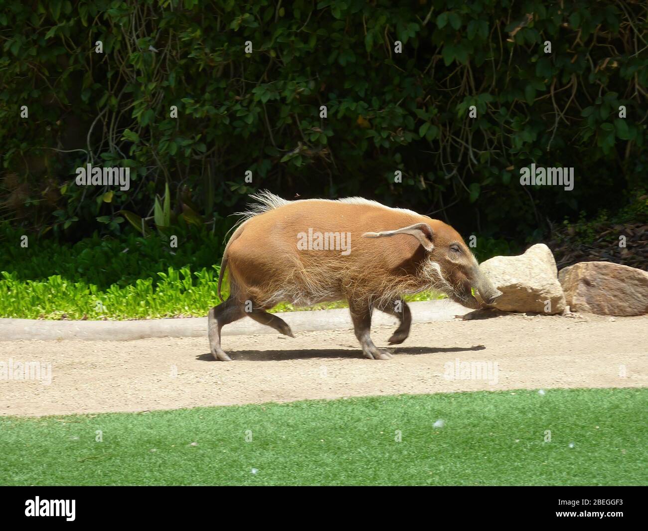 Red River Hog running on a road at San Diego, California Stock Photo ...