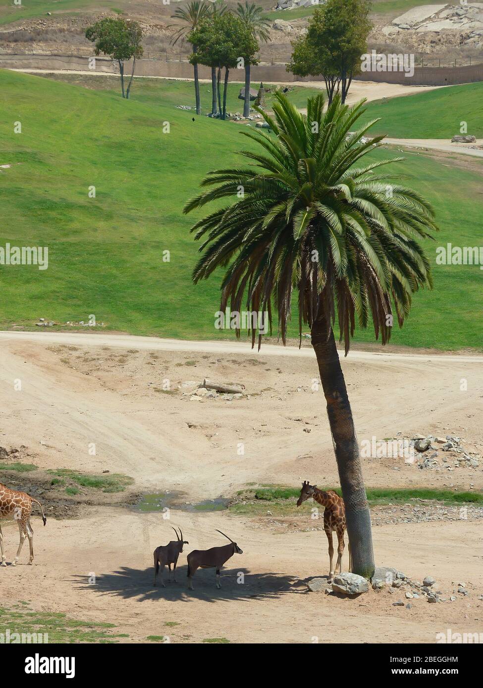 Giraffe, antelope hiding under a palm tree in San Diego Zoo Safari Park ...