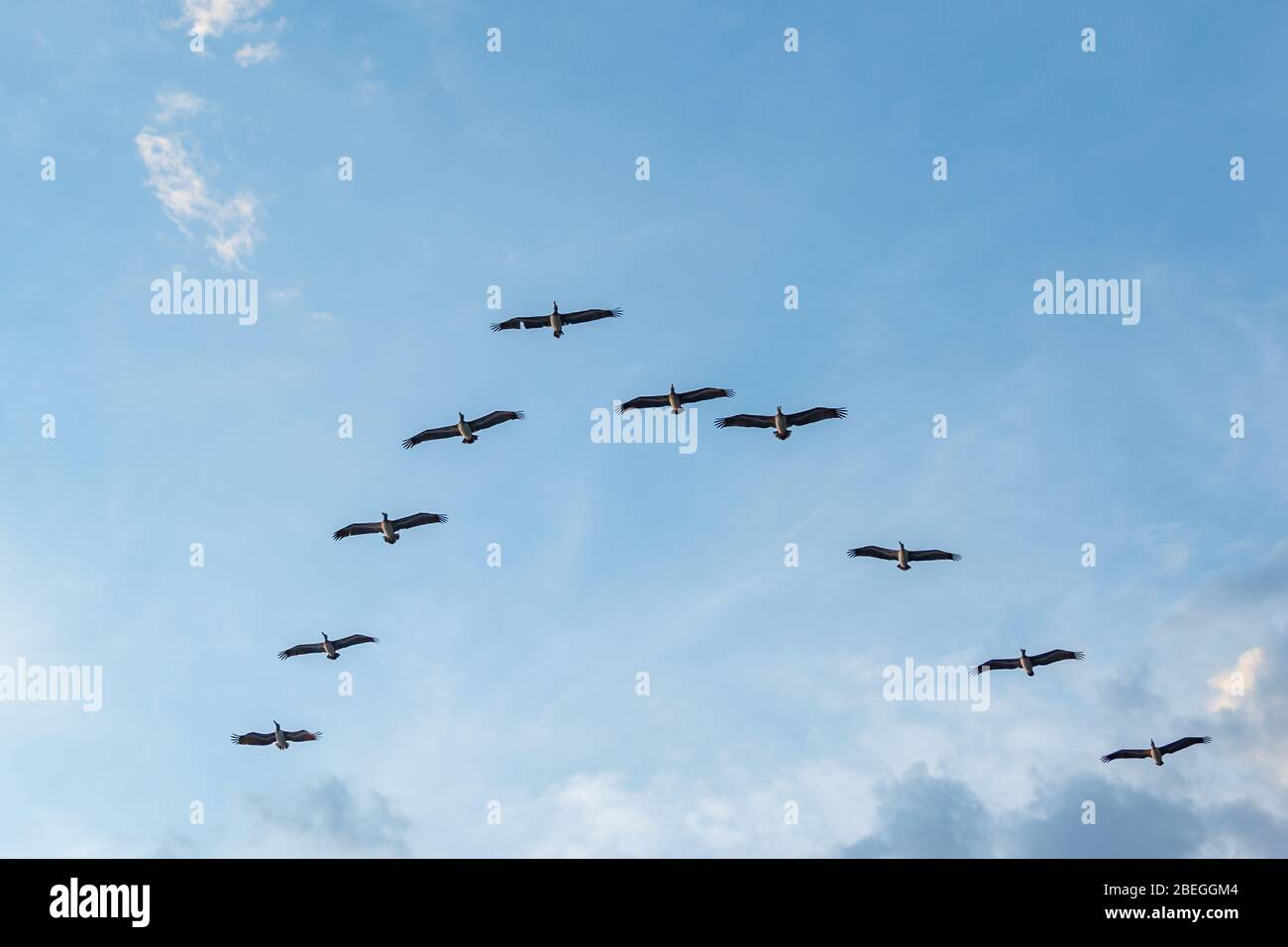 Flock of pelicans flying in formation on Monterrico Beach, Guatemala ...