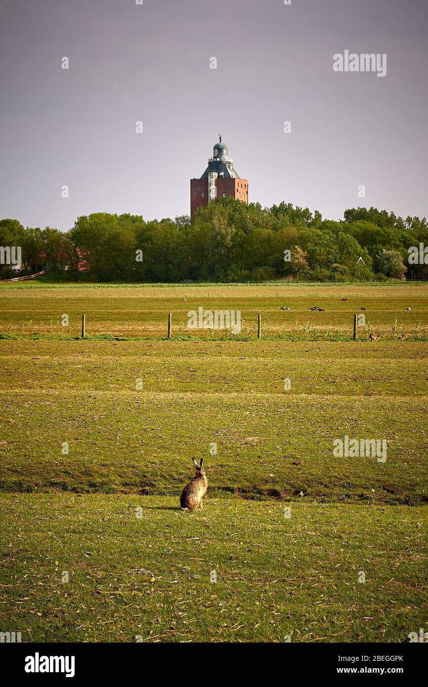 A rabbit sitting on a meadow looks towards the lighthouse of Neuwerk ...