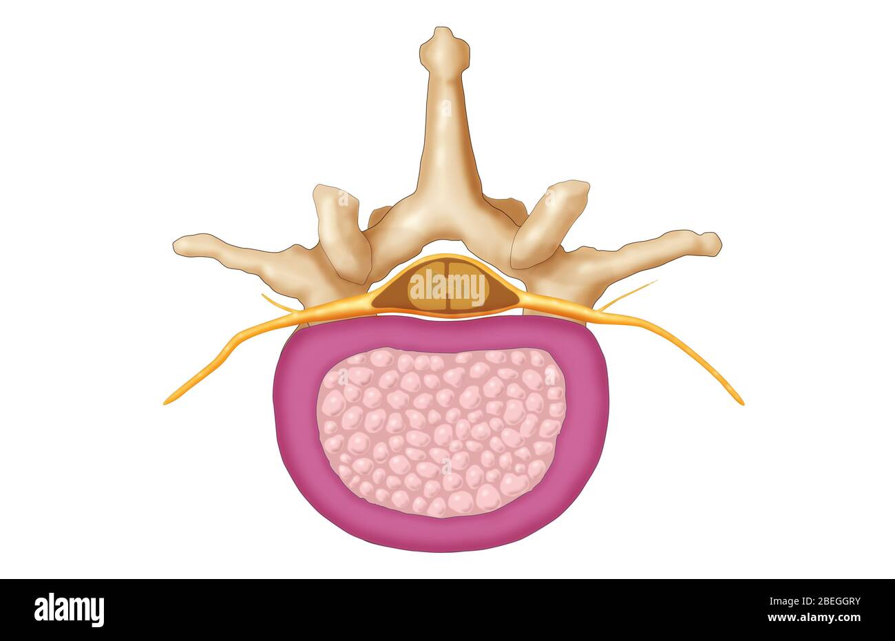 Normal lumbar spinal anatomy hi-res stock photography and images - Alamy