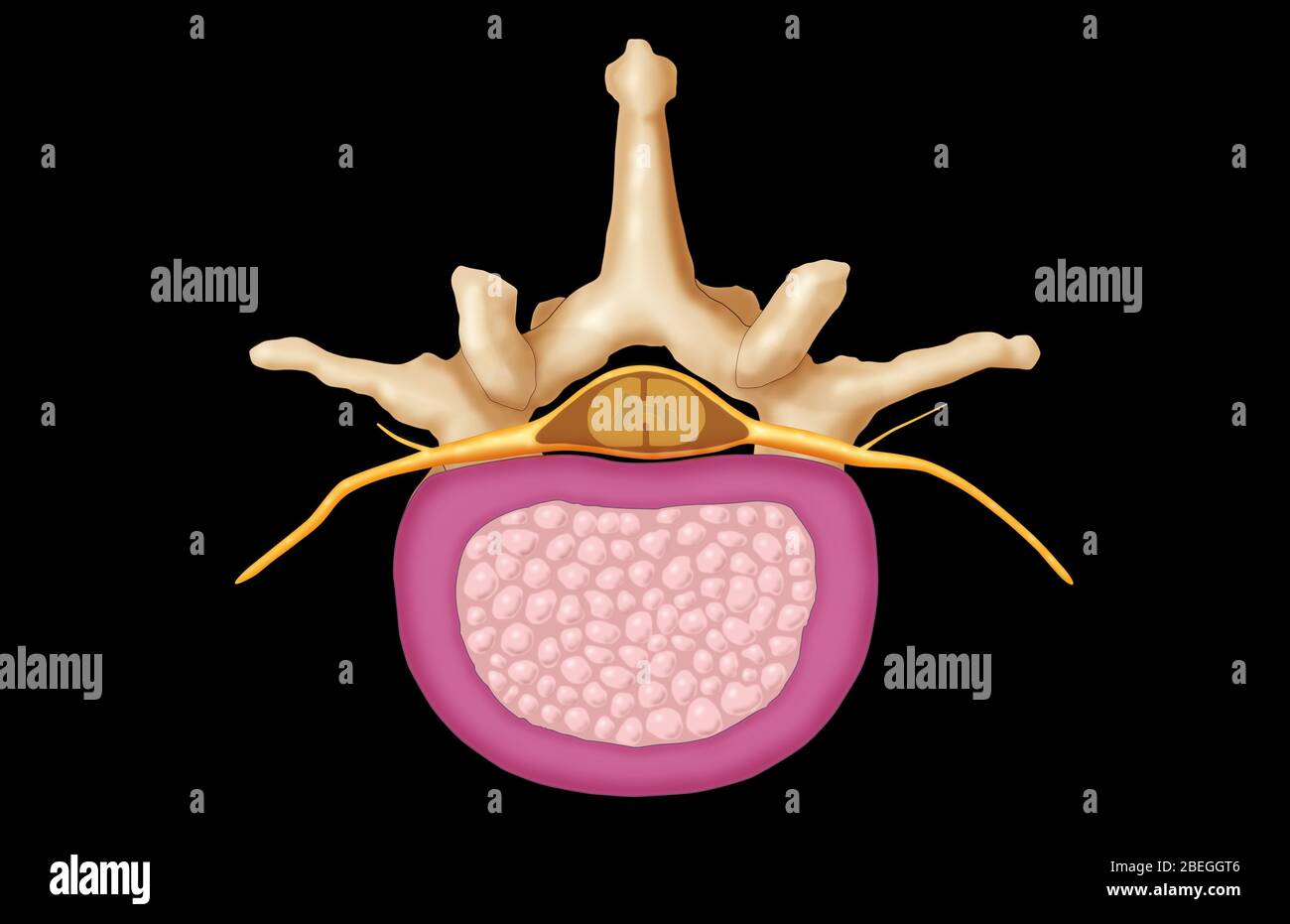 Normal lumbar spinal anatomy hi-res stock photography and images - Alamy