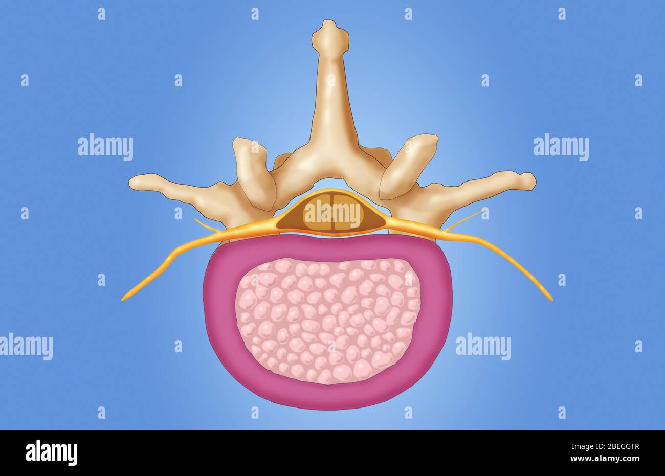 Lumbar Vertebra and Normal Disk Stock Photo - Alamy