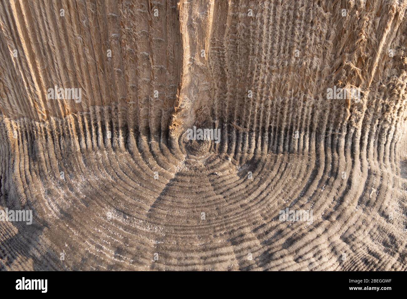 Fancy texture of ancient wooden pillars covered with salt particles ...