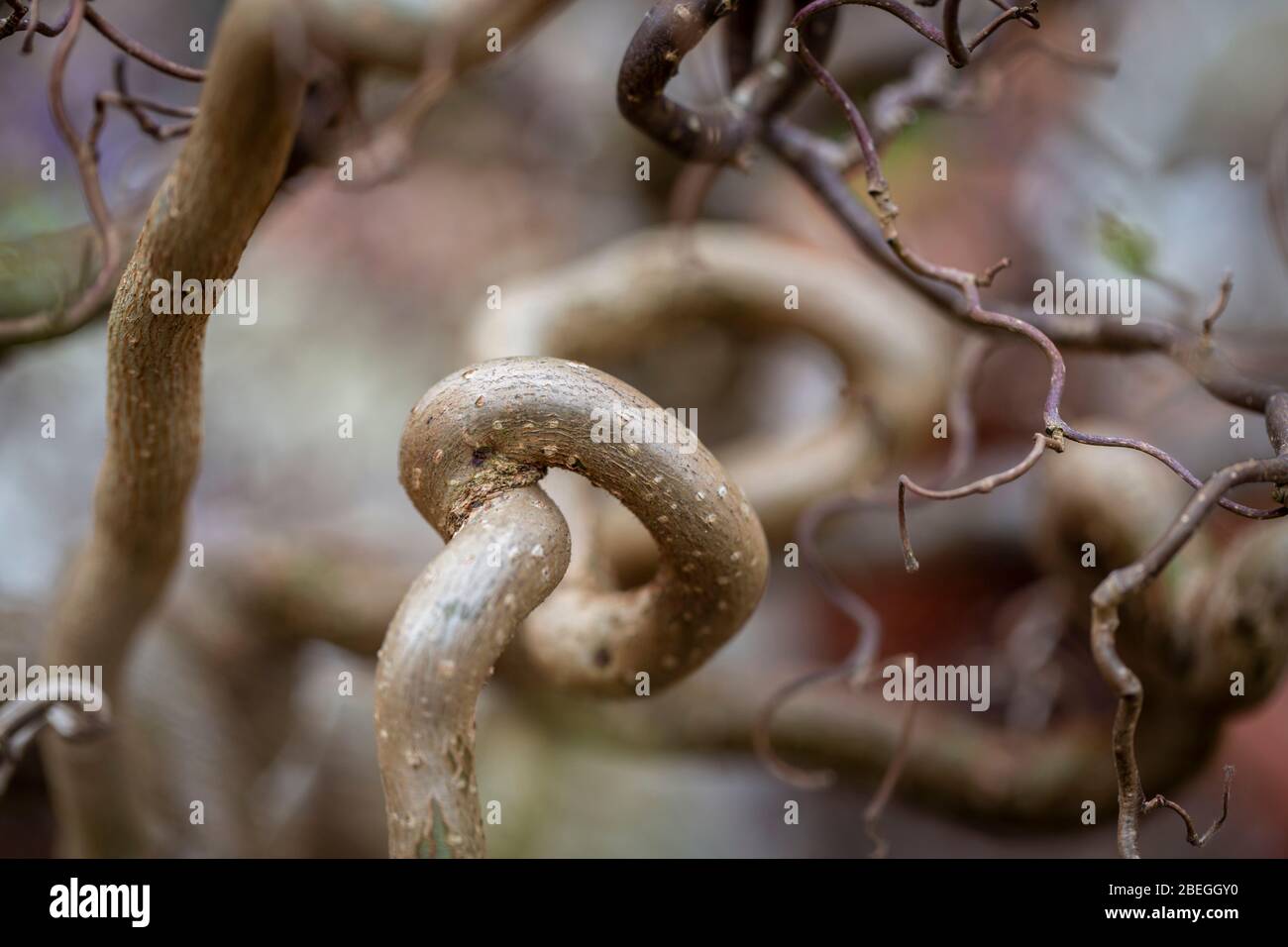Twisted hazel in spring Stock Photo - Alamy