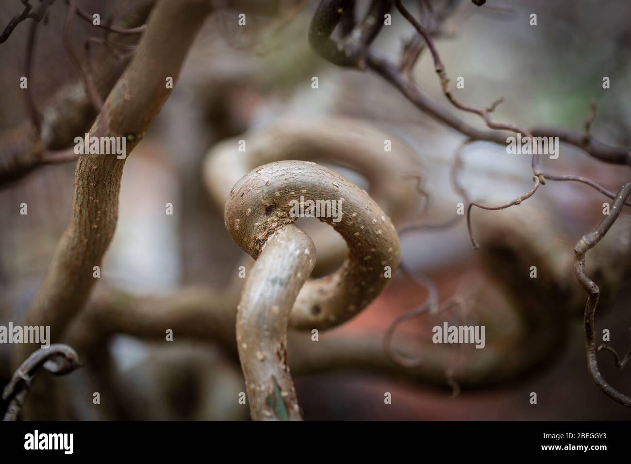 Twisted hazel in spring Stock Photo - Alamy